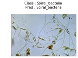 Microorganism Pictures Deep Learning Classification Techniques